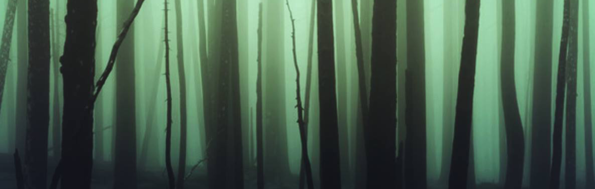 Picture-Tree-Header - IDIDTHAT.co